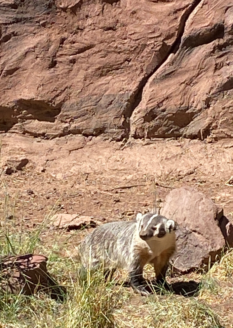 Bearizona Wildlife Park Review in Northern Arizona