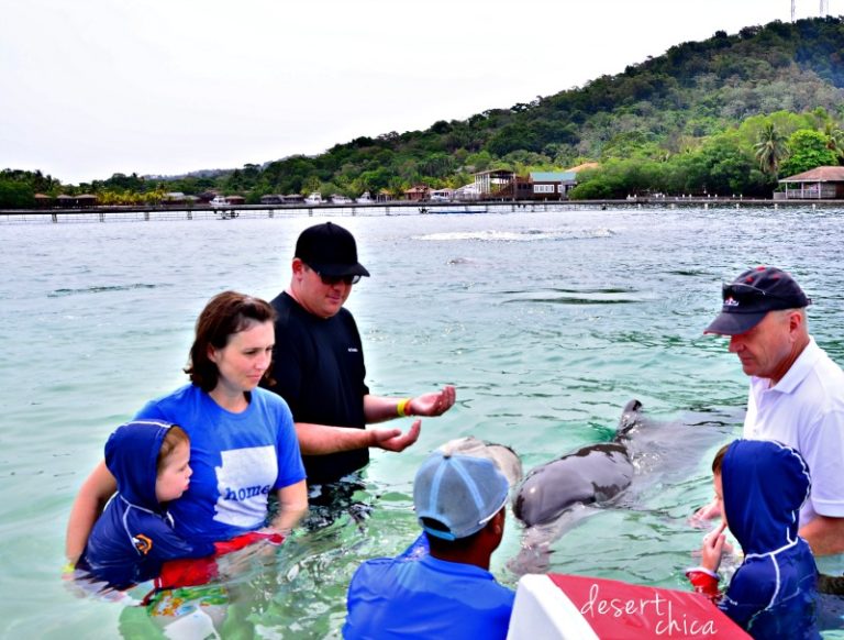 Swim With Dolphins In Roatan - Desert Chica